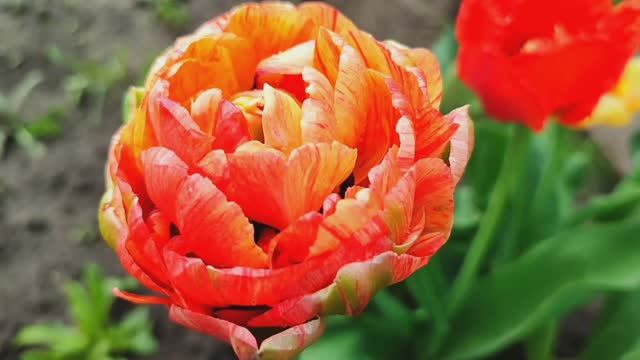 Цветут тюльпаны.