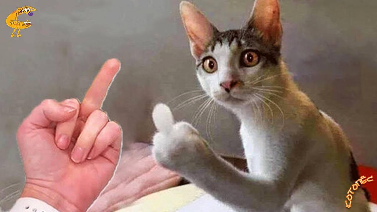 Смешные Коты и Собаки Лучшие Приколы с Животными 24
