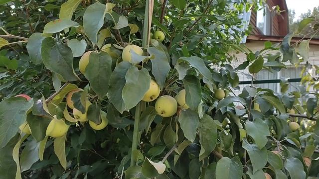 Карликовые яблони удобны тем, что занимают мало места и дают хороший урожай