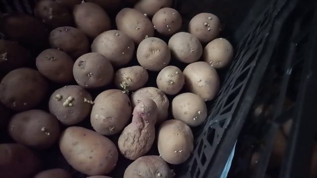 Проращивание картофеля. Проращиваю картофель для раннего урожая в опиле