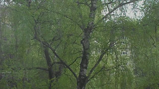 Снег 27 апреля 2025 в Московском регионе. DSCN6305