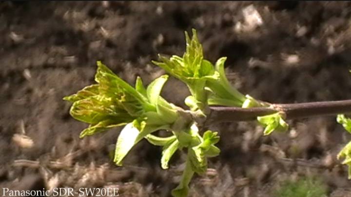 Panasonic SDR-SW20 Обзор-видео тест №2 : Прогулка со школы. ( первые записи на камеру )