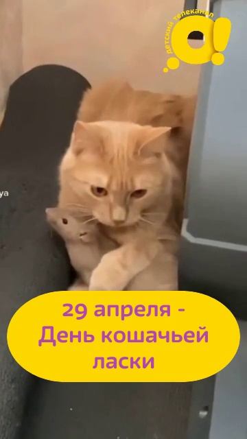 Сегодня день кошачьей нежности или ласки: есть повод обнять котика!