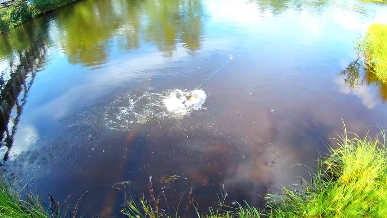 ЩУКА и ОКУНЬ на живца. РЫБАЛКА НА ПОПЛАВОК,река Каква. РЫБА ЕЩЁ ЕСТЬ=)