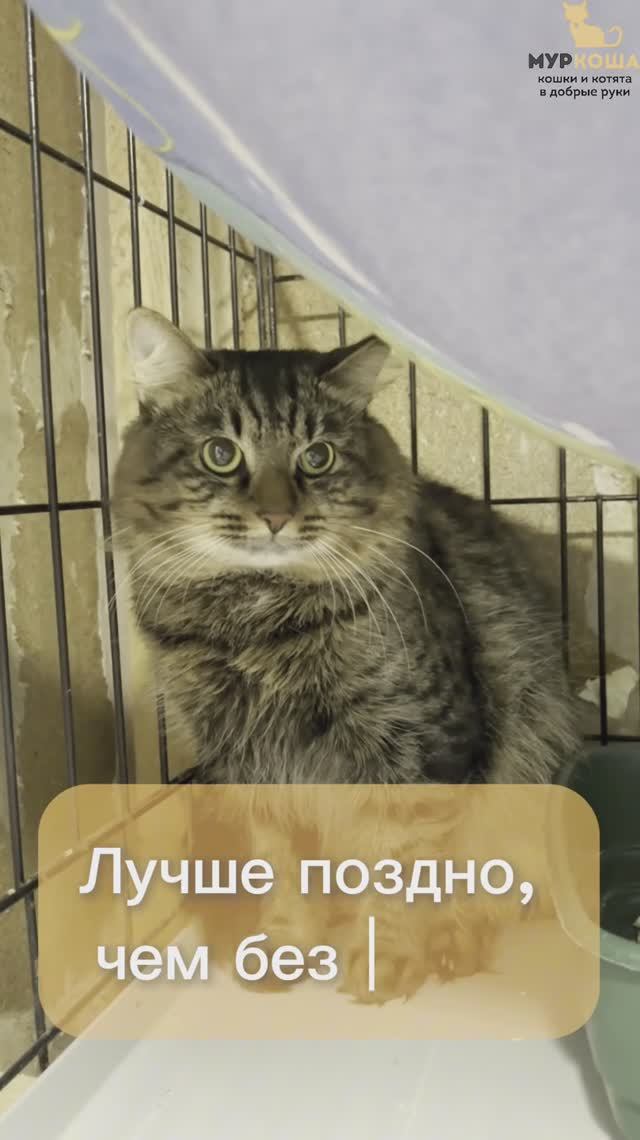 Барсолино (уже дома)