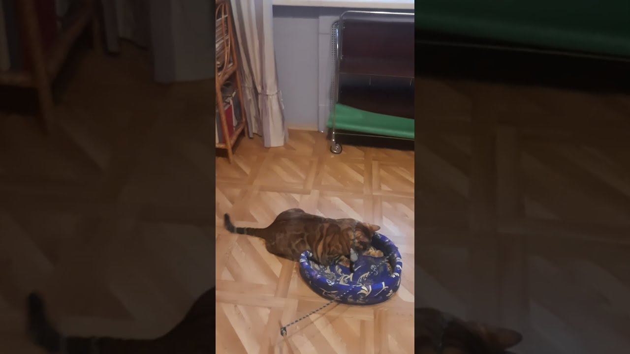 Игрушечки кошачьи