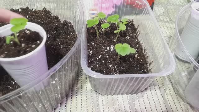 Пеларгониия из семян!  Пикировка🌺Как ухаживать?