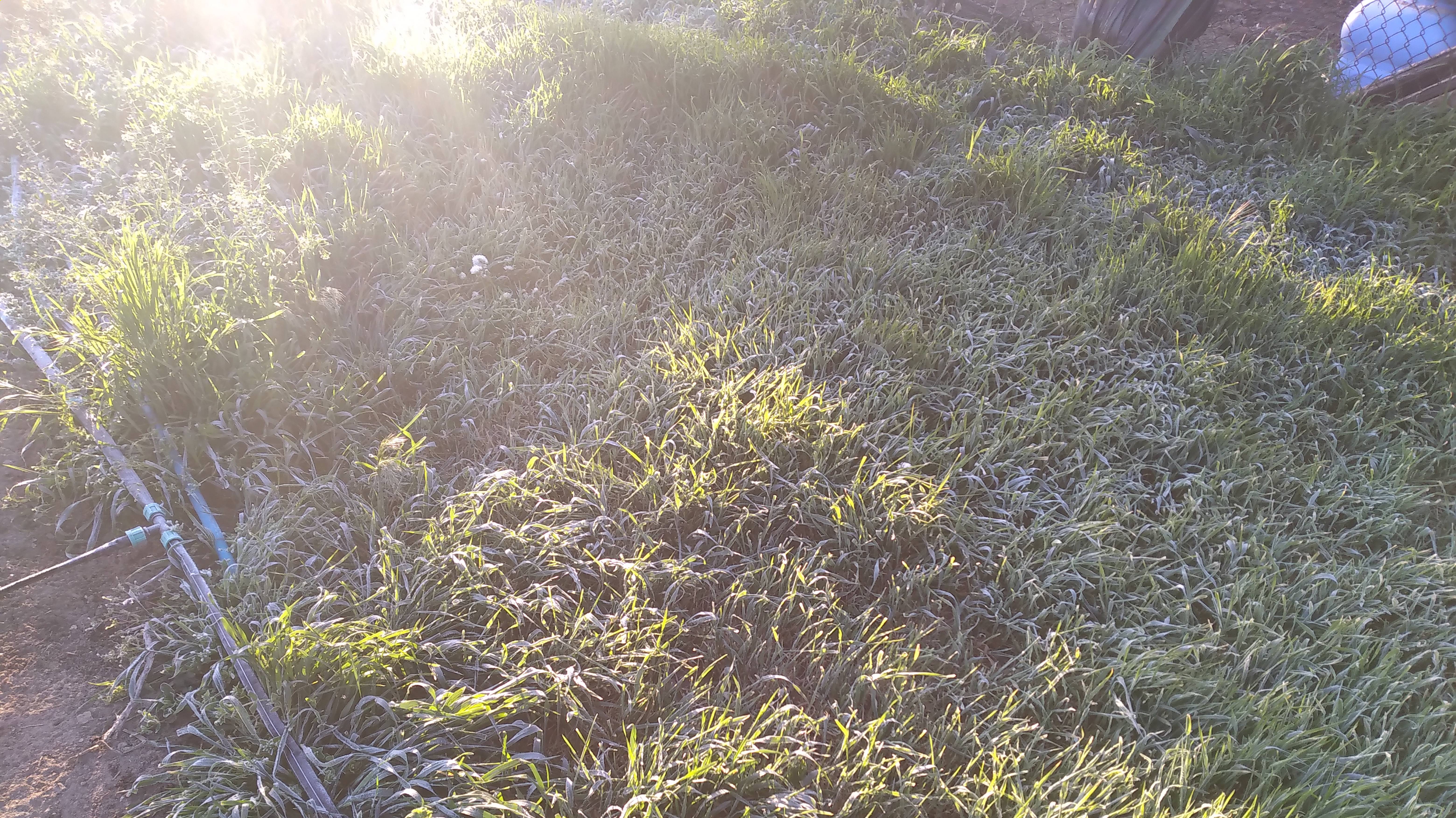 заморозок 20250429