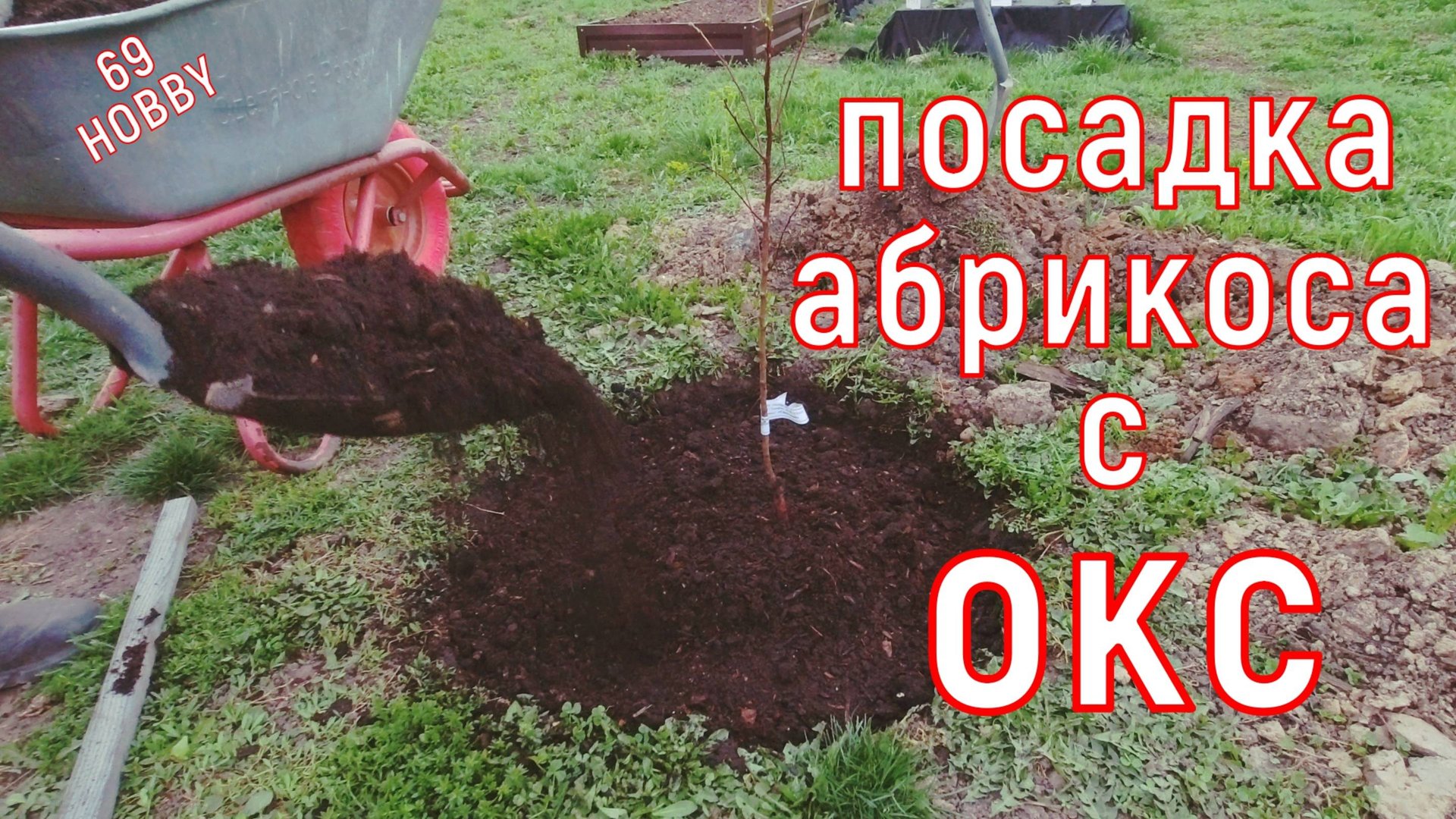 Как сажать АБРИКОС весной с ОКС! Пошаговая инструкция!