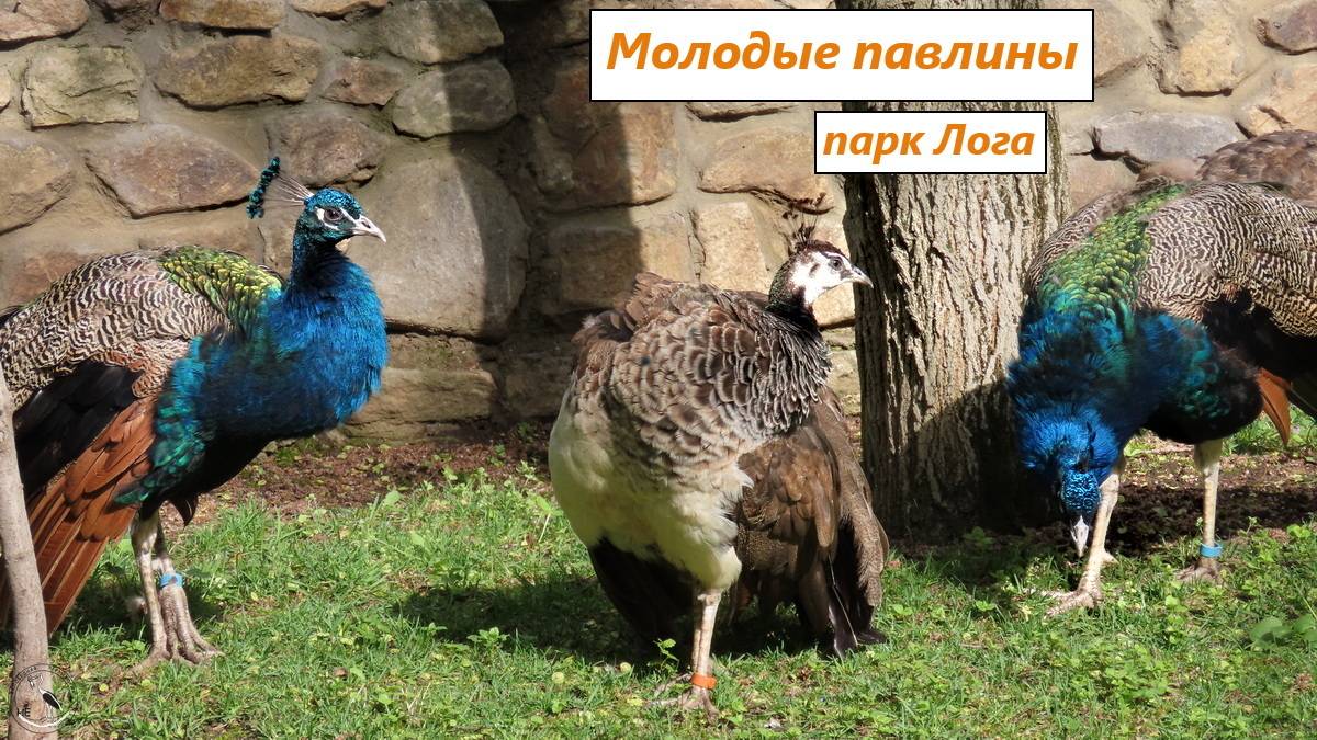 Молодые павлины гуляют на газоне и дорожке. Парк Лога, рядом с Каменск-Шахтинским, РО. 24.04.25