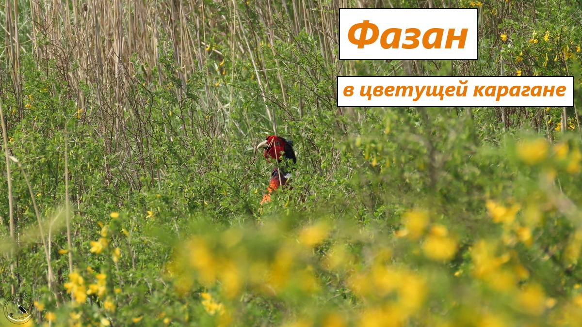 Дикий фазан в цветущих зарослях караганы кустарниковой (дерезы, сибирька). 27.04.25