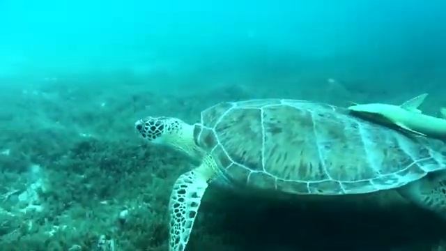 Волшебной медитации для сна, музыка от стресса и токсинов Морская жизнь