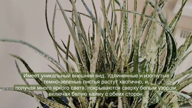 Алоэ Майду (Aloe Maidu) - спустя 1,5 года #Aloe #Алоэ