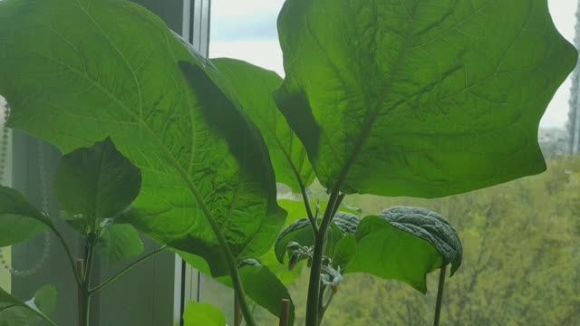 Обзор рассады томатов, перцев и баклажанов в конце апреля