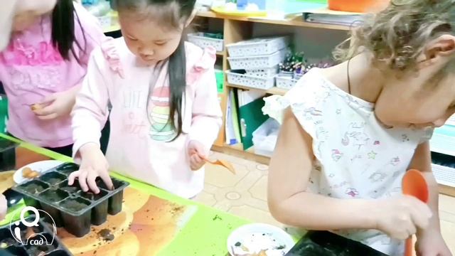 Посадили мы лучок в iQ-сад