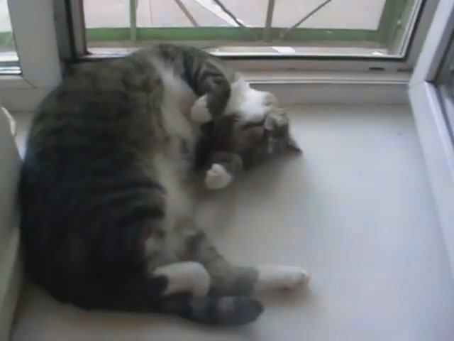 Сушим лекарственные травы с котом Мультиком.