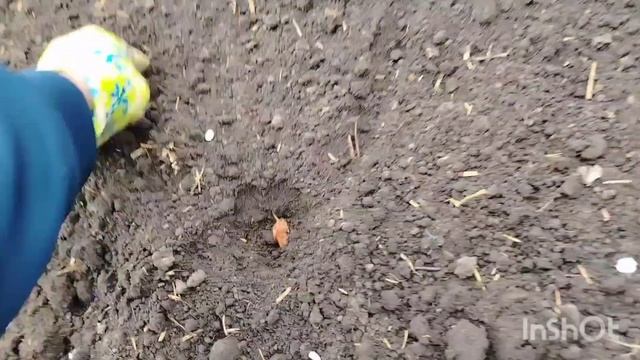 Посадка лука.