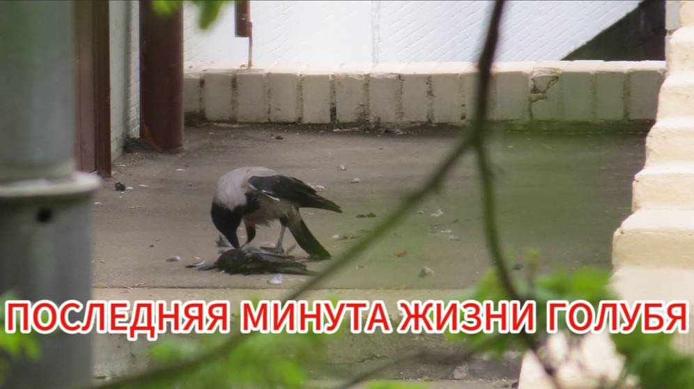 ПОСЛЕДНЯЯ МИНУТА в ЖИЗНИ ГОЛУБЯ