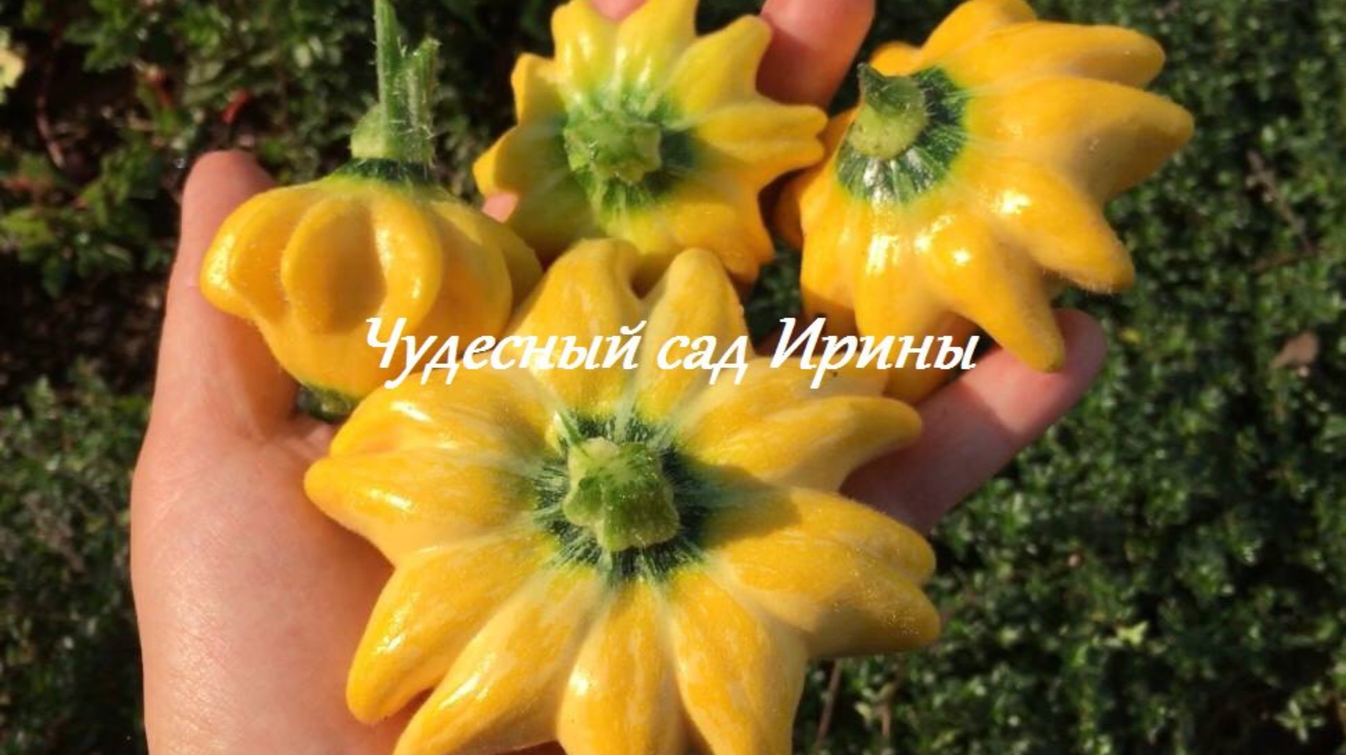 Патиссоны. Чудесный сад Ирины