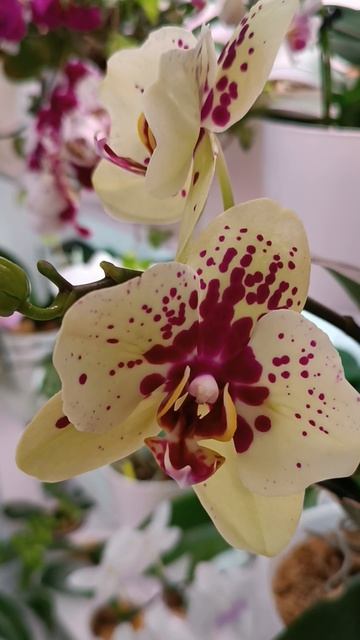 Счастье в мелочах - маленьких, повседневных, но таких важных!