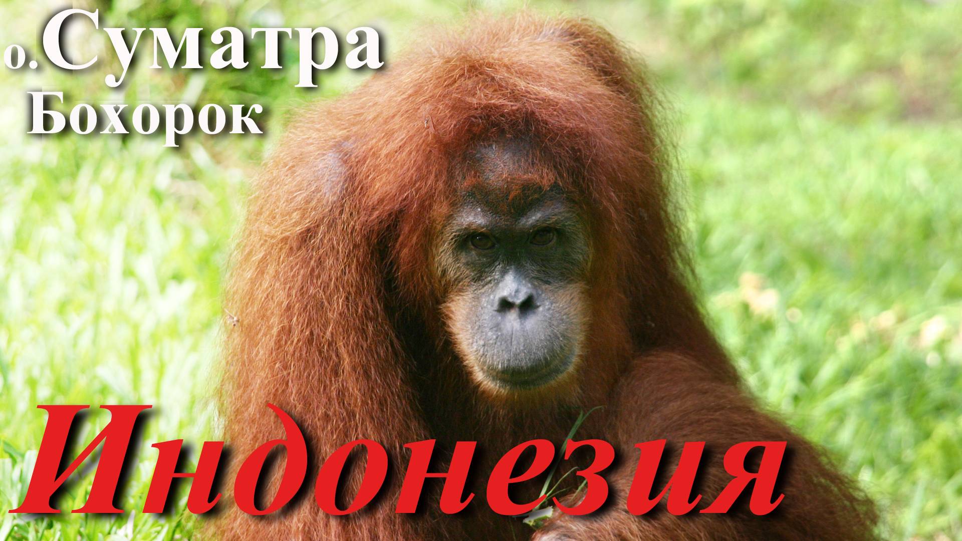 Индонезия. Часть 1/10. Остров Суматра. Бохорок.