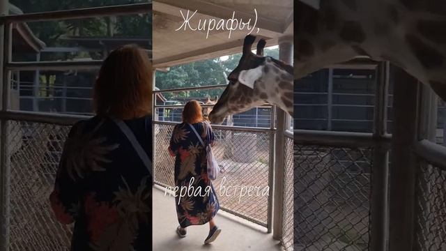 Таиланд. Паттайя. Жирафы первая встеча