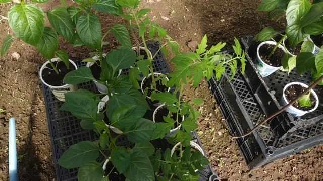 Закалка рассады. Проблемы с листьями рассады после высадки.