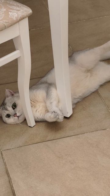 Советы по маскировке от Винни Пуха и Пятачка 😹