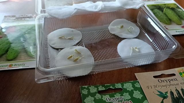 Проращивание семян огурцов, сроки посева огурцов