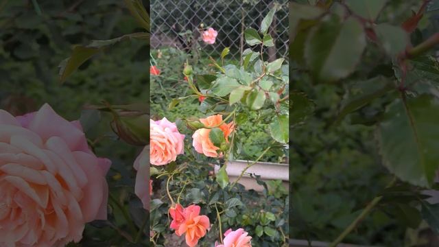 Шмель и роза# немного лета в ленту