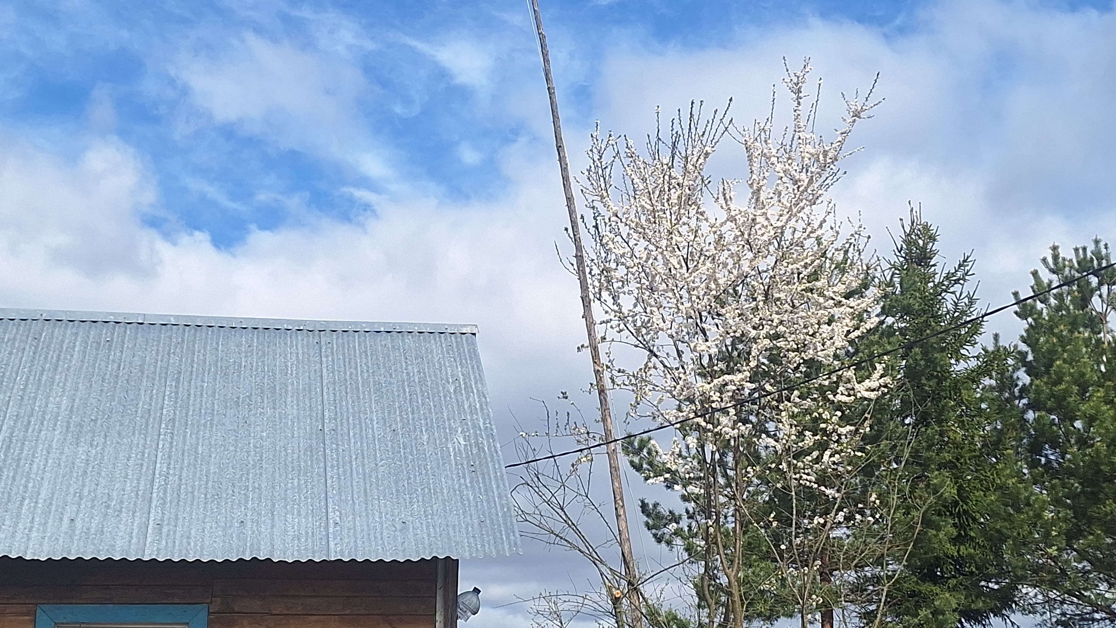 26.04.25 Приехала на новую дачу. Видео привет с дачи