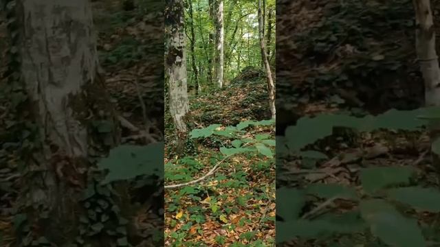 Папоротниковая экотропа на высоте 900 м над уровнем моря Курорта Красная Поляна