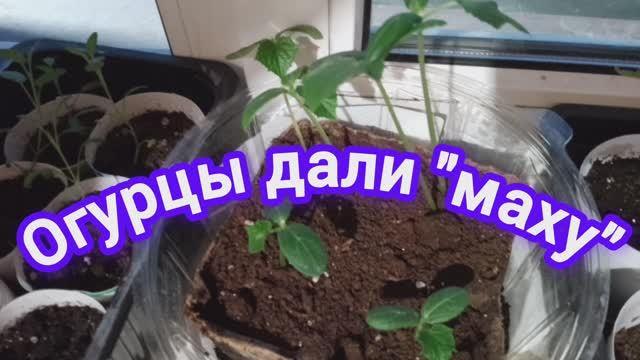 Рассада! Неудачный опыт, тоже опыт! 🤷♀️