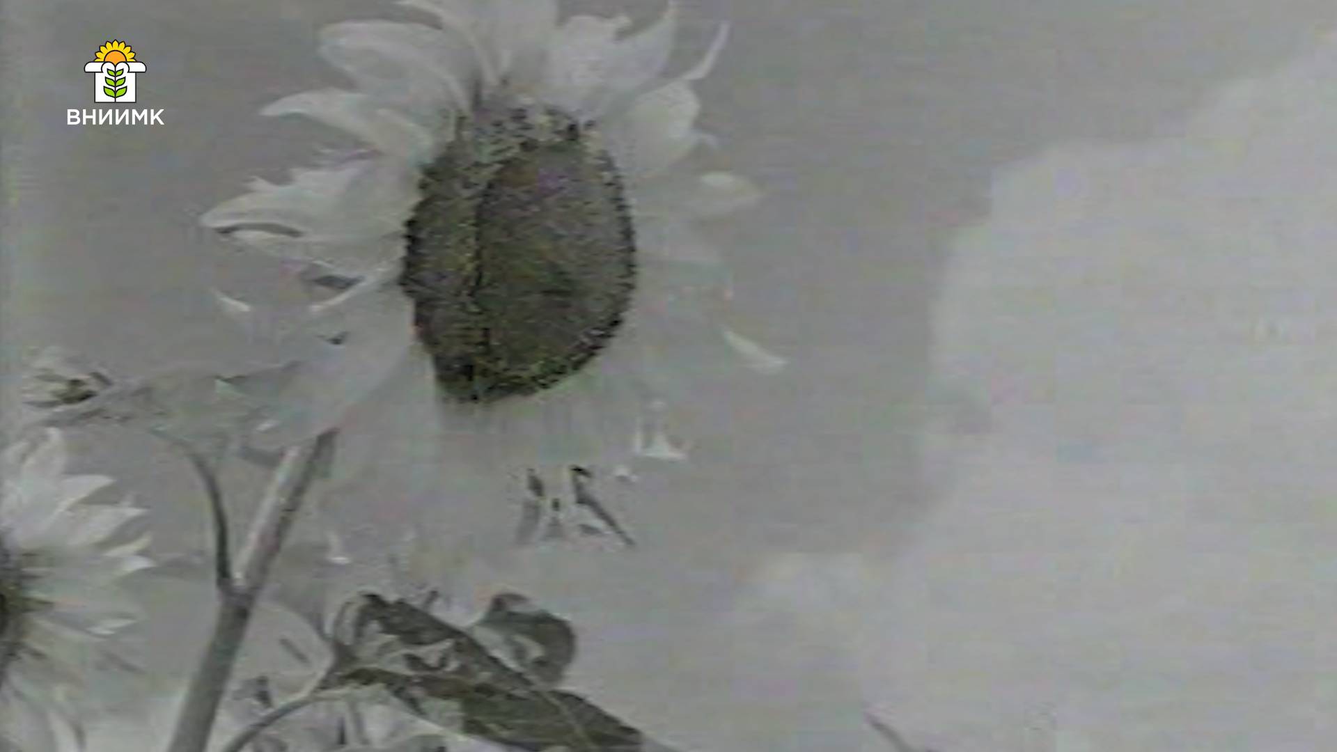 В память о Великой Победе