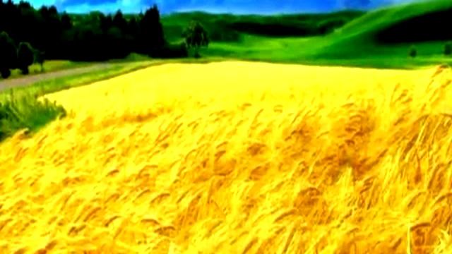 Чернобривци  Афины(2012)