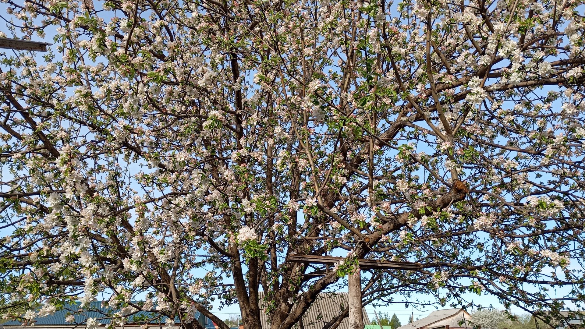 Виноград. Возвратные весенние заморозки 28-29 апреля 2025 года