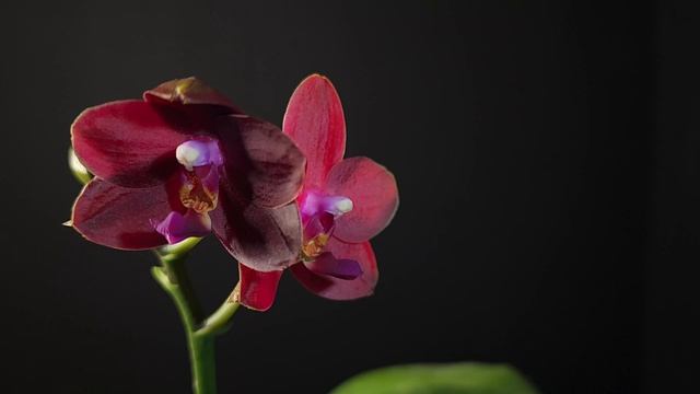 Phal. Zheng Min Parakeet TL