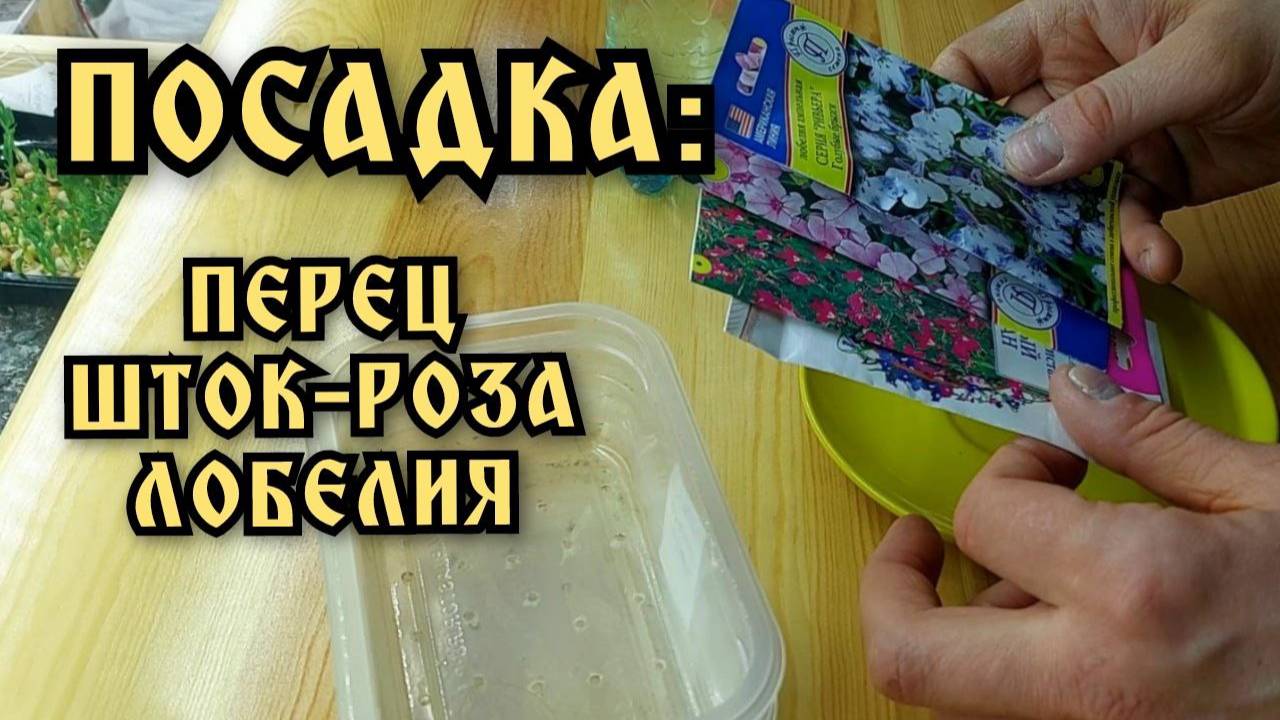 Посадка перцев на рассаду. Шток-роза или мальва посев семян, как я сею семена лобелии на рассаду.