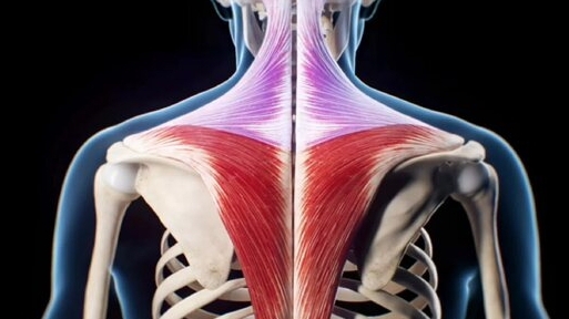 Трапецивидная Мышца в действии...(3D-анимация)🏋♂
