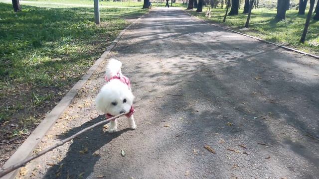 Умка, весна, 2025