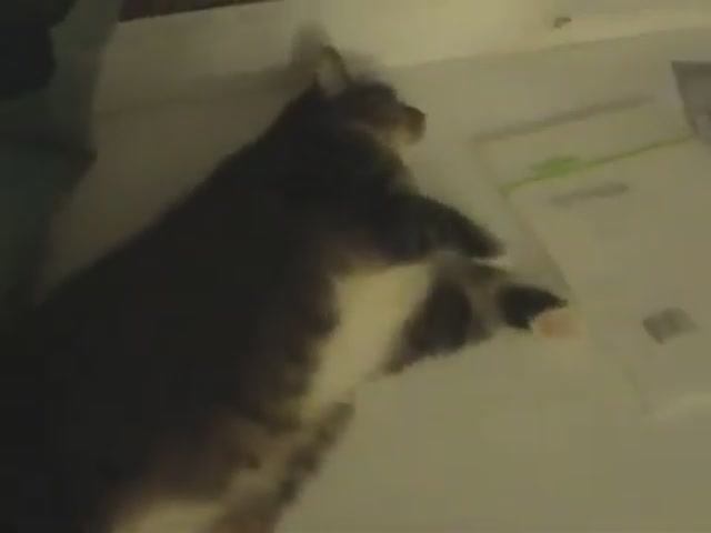 Толстый кот Мультик-любитель поспать на окне