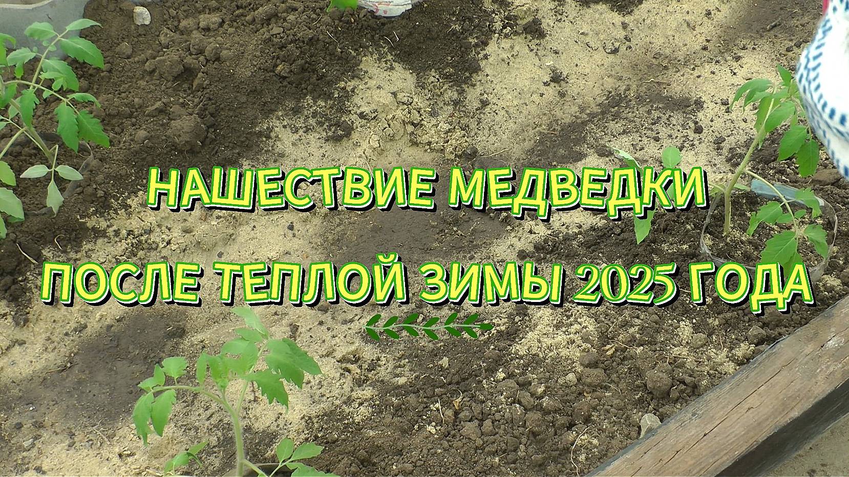 Нашествие медведки после теплой зимы 2024 - 2025 года