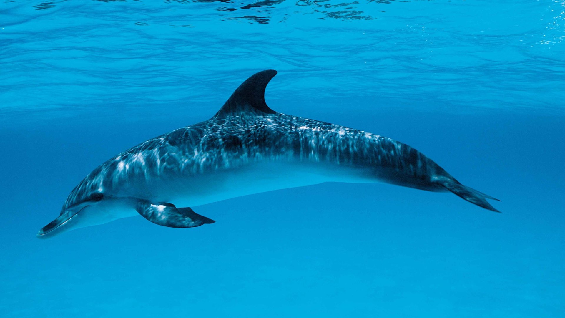 Д𝔢льфиℌ𝔬𝔗𝔢𝔭𝔞пия