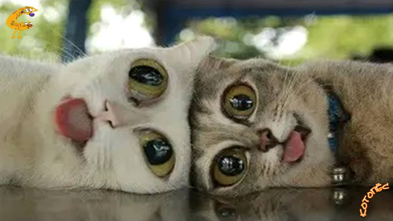 Смешные Коты и Собаки Лучшие Приколы с Животными 25