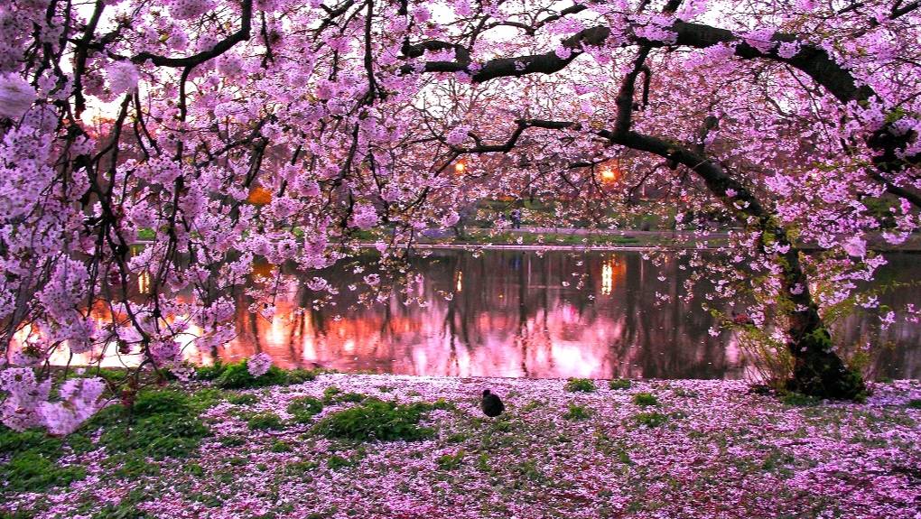 РАЗОБЛАЧЕНИЕ РЕЛИГИОЗНОГО «ОБОРОТНЯ»