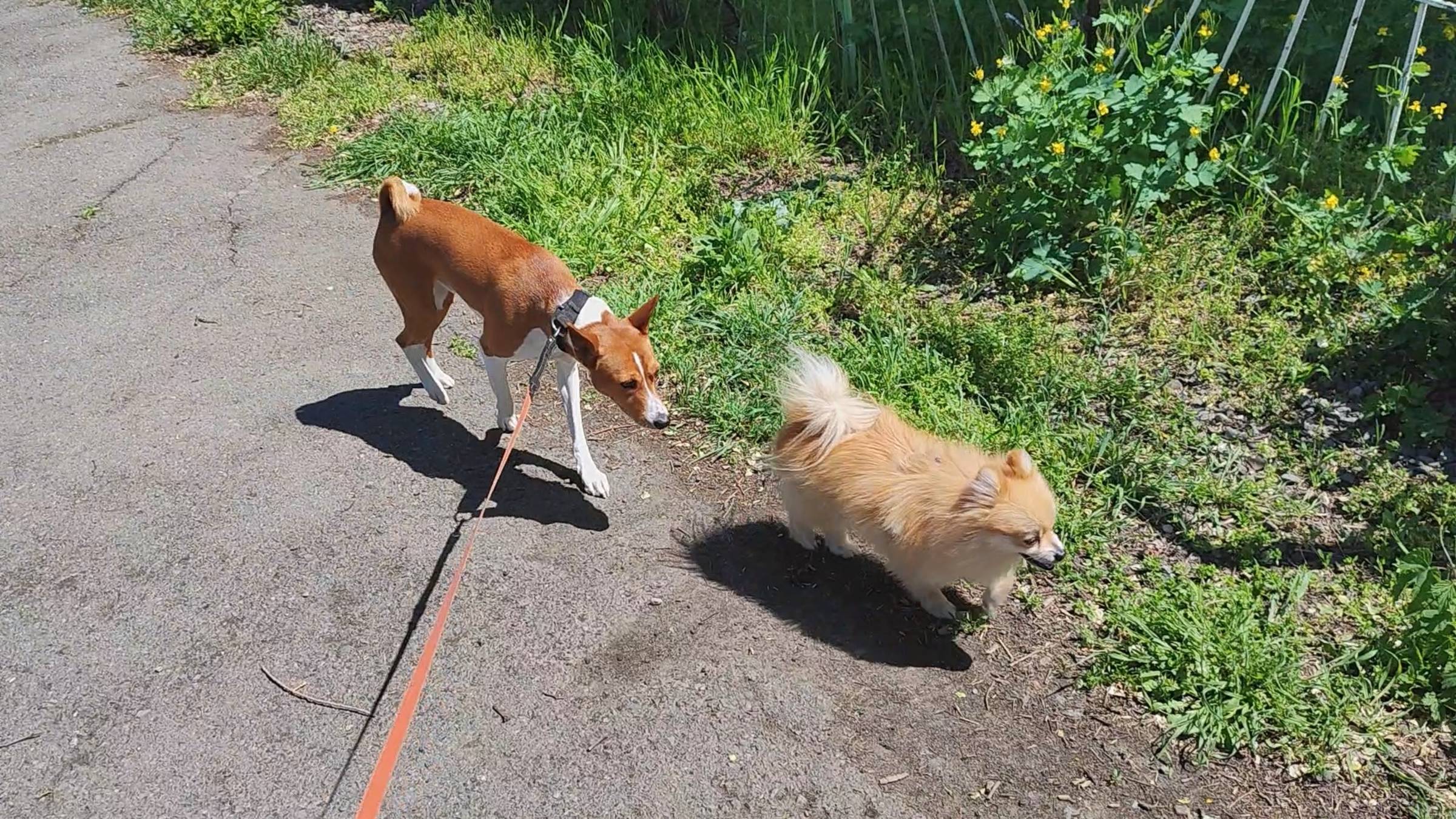 Прохладное солнечное утро. Гуляем с Лео | Передержка собак Ростов