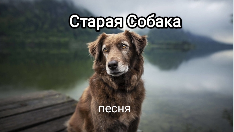 Старая Собака. Песня о верности и предательстве.