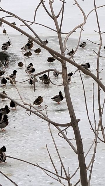 Утиный пляж в Москве
