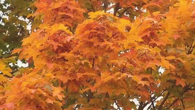 ≪ВОСПОМИНАНИЕ О МАМЕ≫ БАМ Таксимо Татьяна Шаманская. АВТОРЫ: Ком. Павел Толмачёв, Поэт С. Акимова.