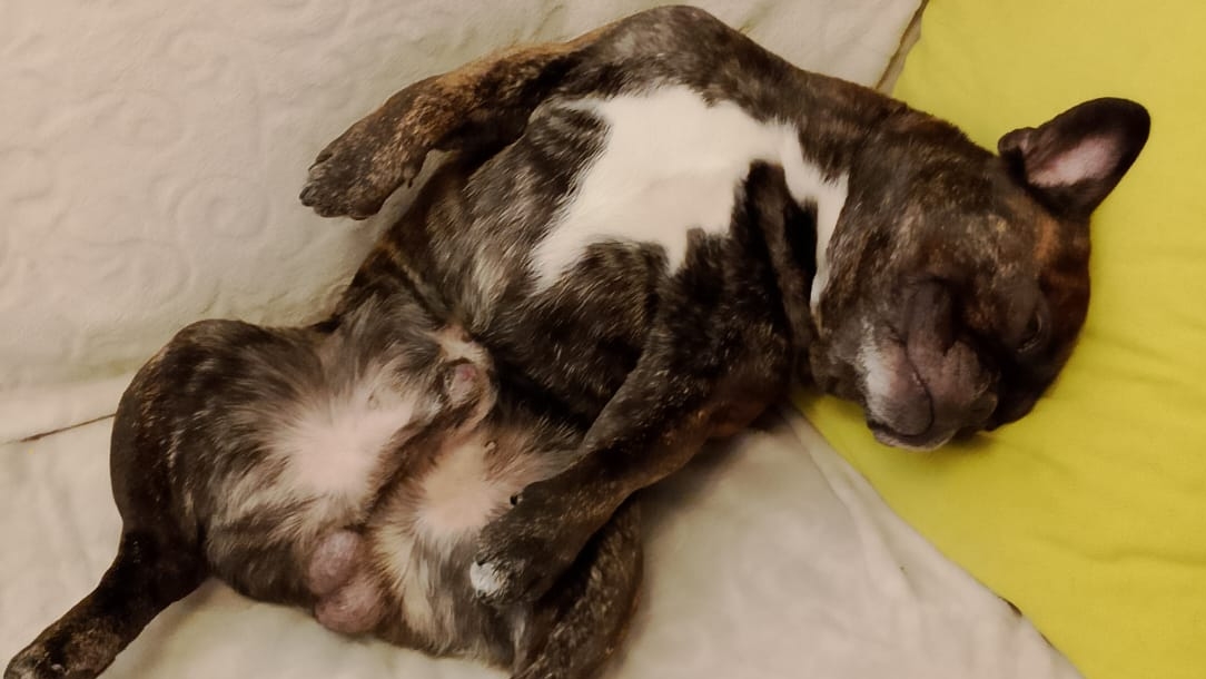 Когда гладят за ухом или 4 минуты чистой нежности